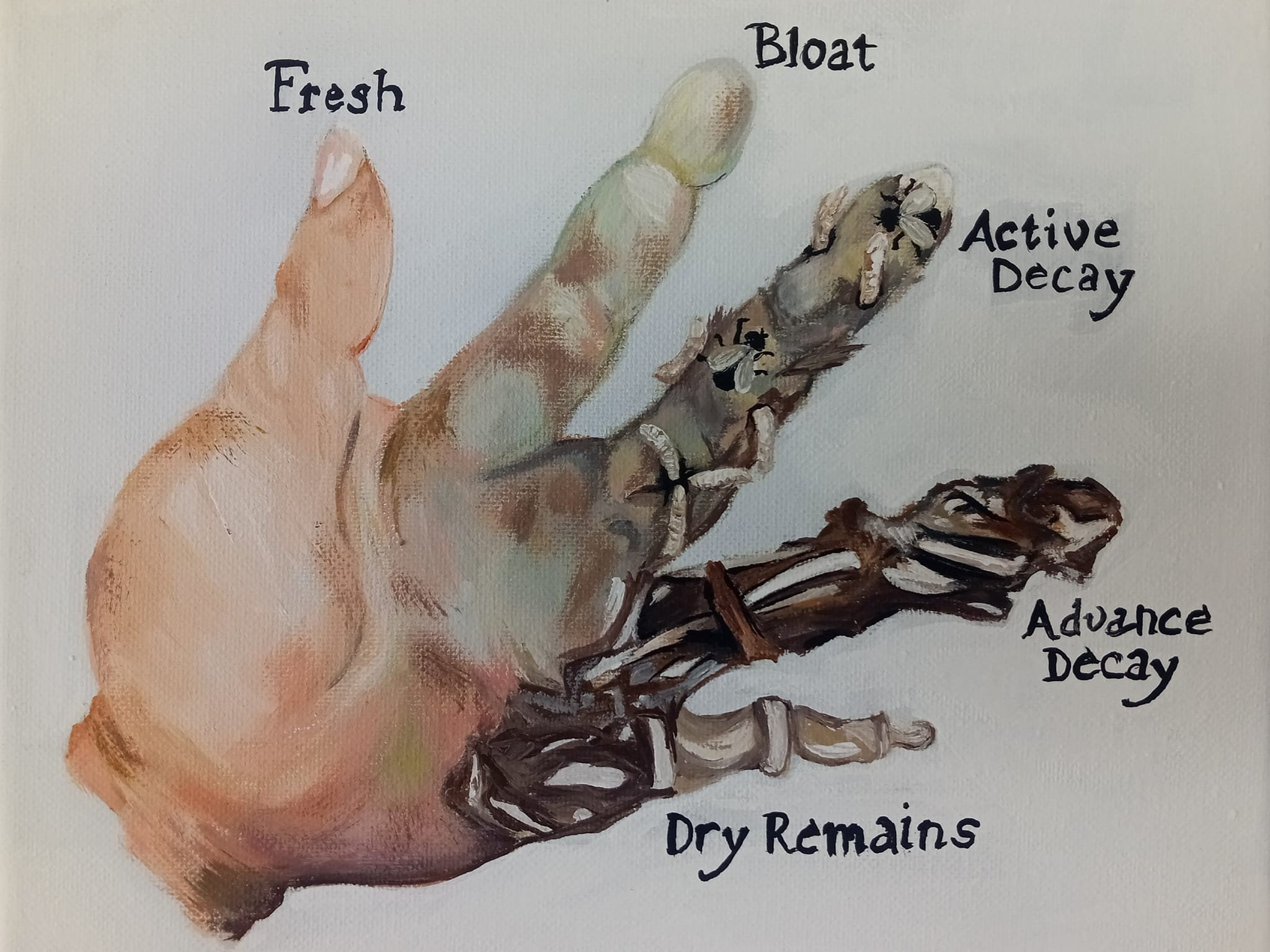 5 Stages of Decomposition Acrylic on Canvas Painting Decay Illustration - Etsy