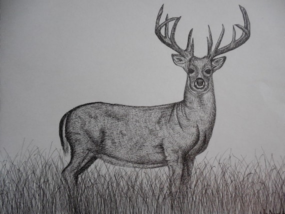 Original Pen and Ink Whitetail Deer Drawing - Etsy