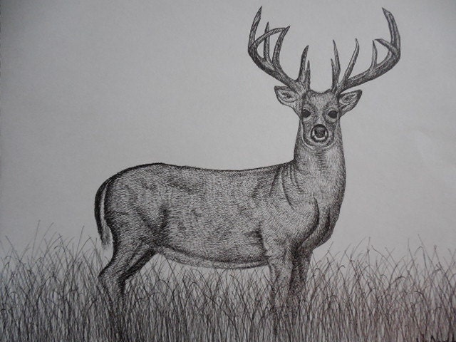 Full Body Whitetail Deer Drawings