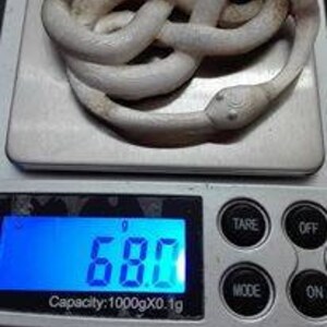 Handmade AURIN XL, Neverending Story, Auryn Film Replica Amulet Atreiu ...