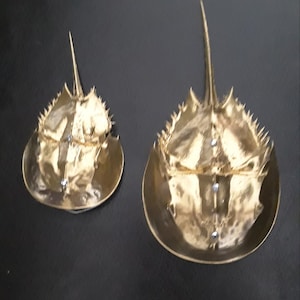 Authentic, One of a Kind, Hand Painted & Decorated, Horseshoe Crabs - Etsy