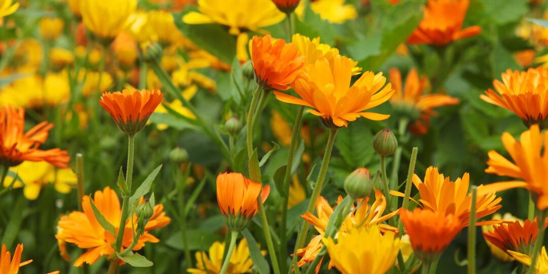 25 Organic Calendula Seeds, Mixed Color Orange and Yellow - PNW Grown ...