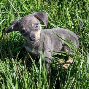 Nephrite Jade Stylized Maori Mini Toki - Etsy