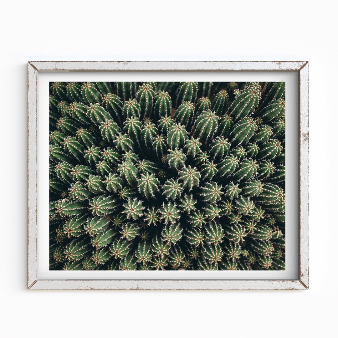 Cactus Print Cacti Birds Eye View Digital Download - Etsy
