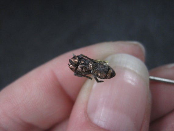 Antique Fly Bug Stick Pin - Gem