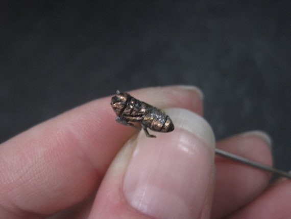 Antique Fly Bug Stick Pin - Gem