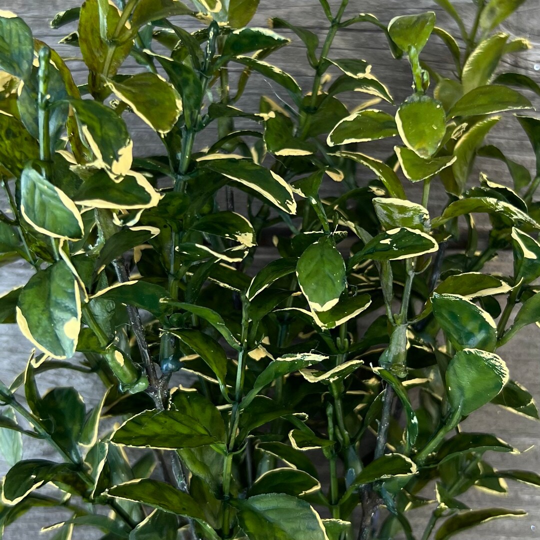 3 Artificial Greenery Spray 14 Euonymus Stem SET OF 3 - Etsy