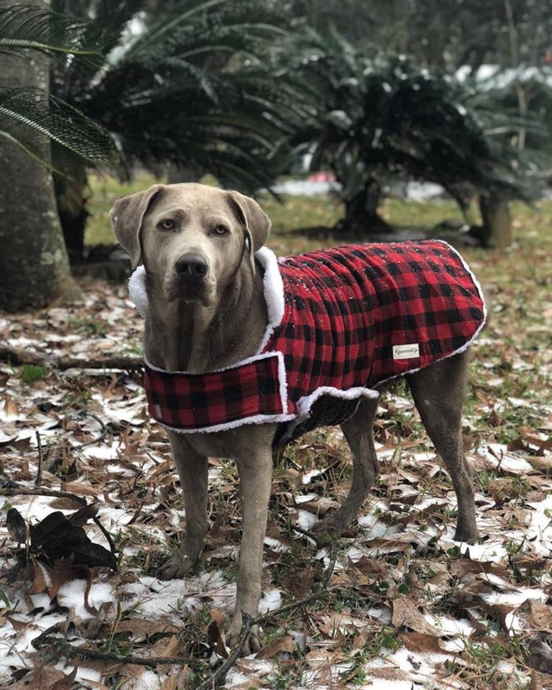 Custom Fitted Winter Pet Coat - Etsy