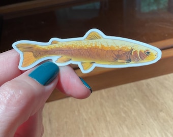 Colorado Golden Trout Decal Sticker - Etsy