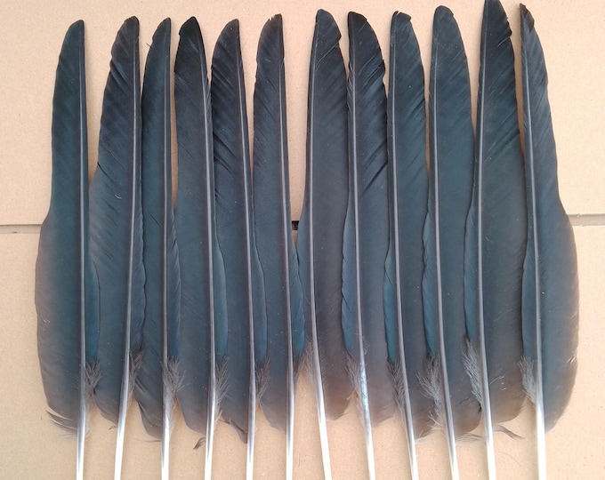 12 Longest European Carrion Crow Wing Quill Feathers 11.5"/ 28cm ...