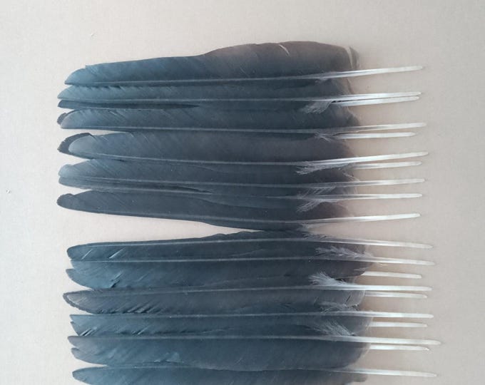 20 Longest European Carrion Crow Wing Quill Feathers 11.5"/ 28cm ...