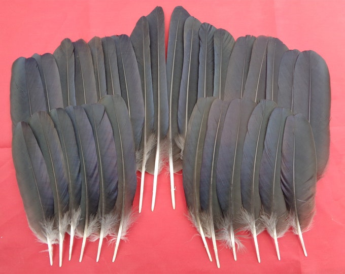 30 Crow Wing Feathers 5" - 8" / 13cm - 18cm - European Carrion Crow - Etsy