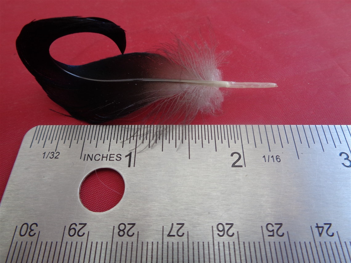 30 Drake Mallard Duck Curly Tail Feathers 2" - 2.5" - Fly Tying ...