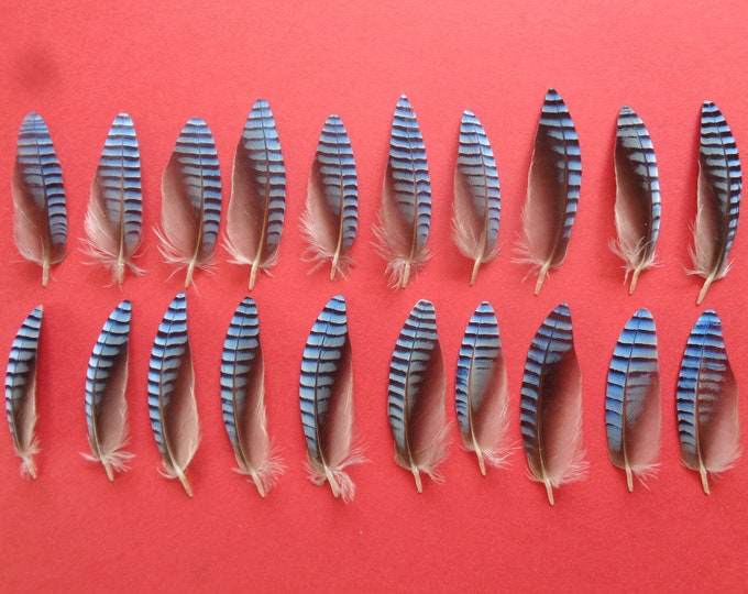 20 Double Eurasian Jay Blue Wing Feathers 1.5 2 / 4cm 5cm VERY SMALL FEATHERS - Etsy