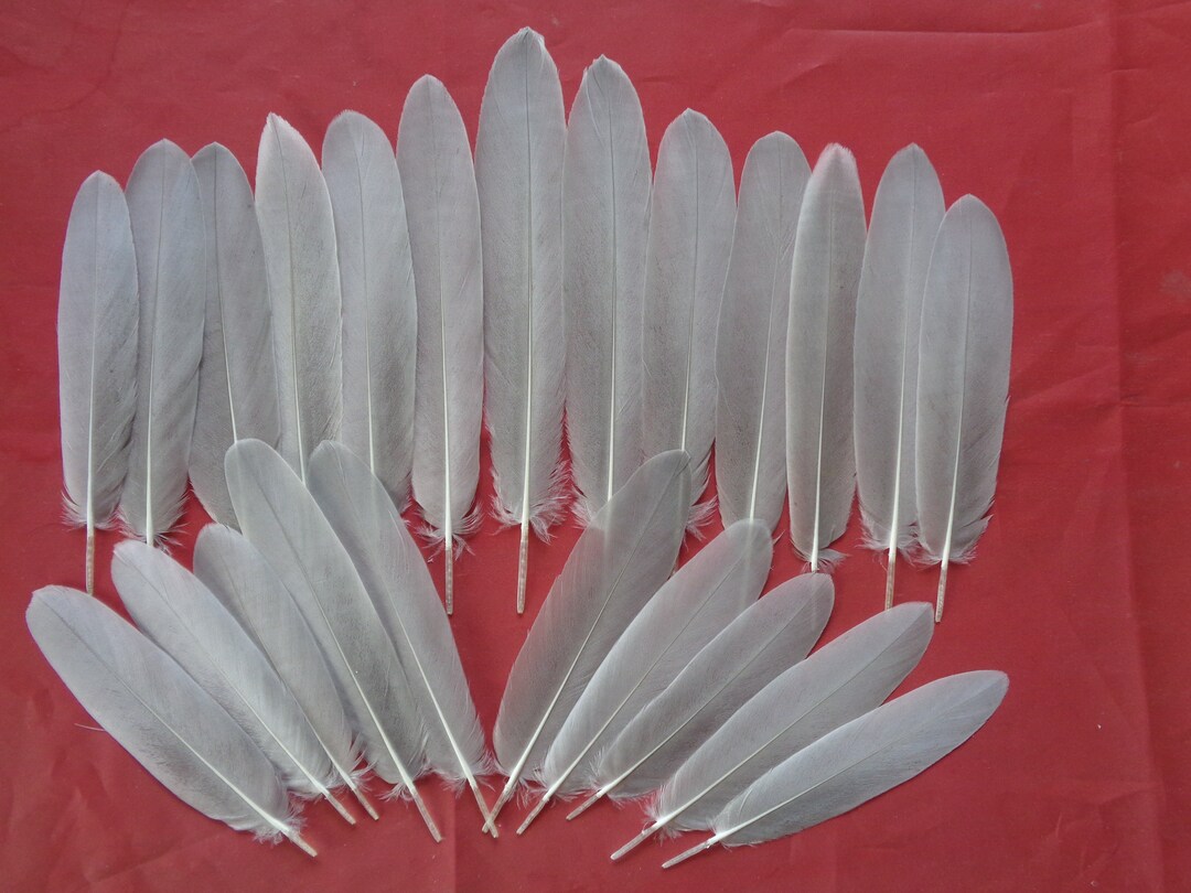 23 Pale Grey Goose Inner Wing Feathers 4 7 / 10 - Etsy UK
