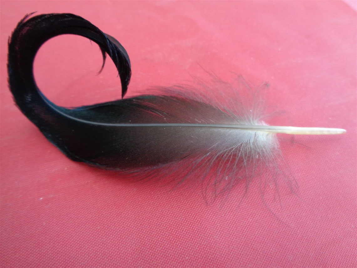 30 Drake Mallard Duck Curly Tail Feathers 2 2.5 | Etsy