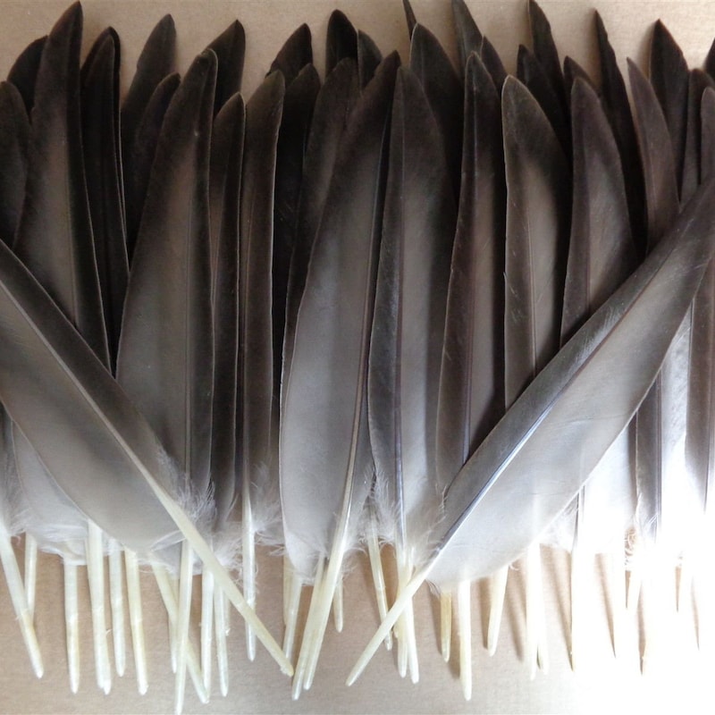Feather Quills - Etsy