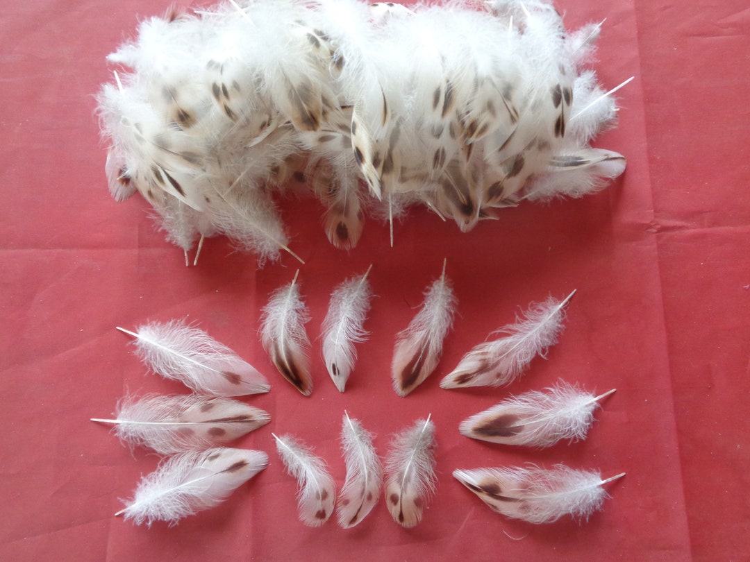100 Cream & Brown Hen Mallard Duck Chest Feathers 1.5" - 3"/ 3 - 8 Cm ...