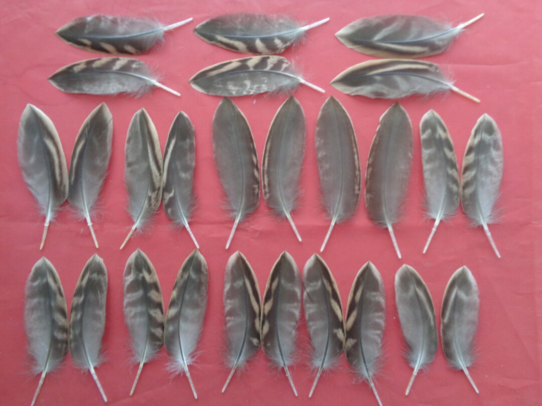 26 Brown Coloured Hen Mallard Duck Tail Feathers 3.5" to 4.5" / 9cm ...