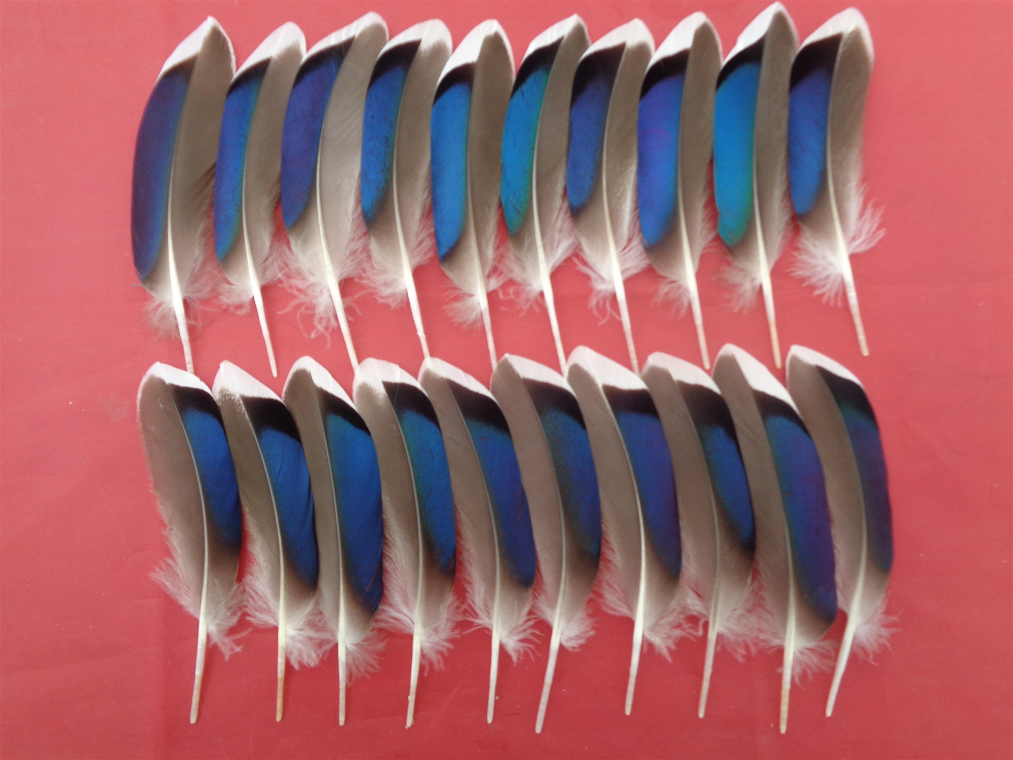 20 Large Mallard Blue Duck Wing Feathers 5 Inch / 13cm - Etsy