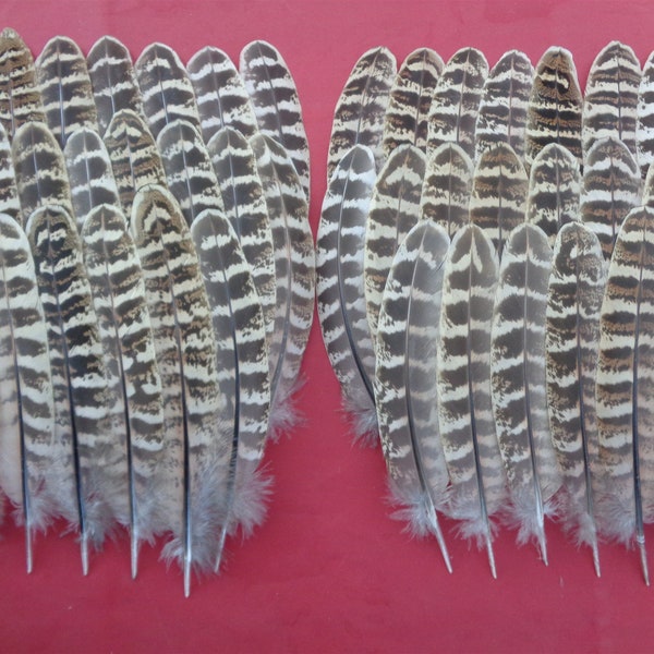 Hen Feathers - Etsy
