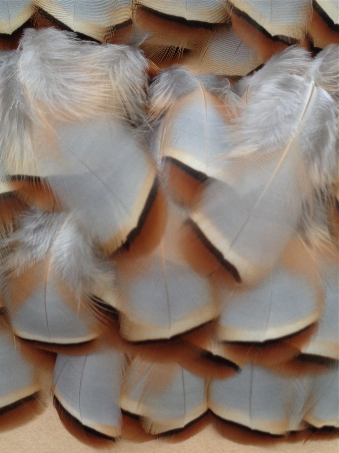 100 French Partridge Flank Feathers 1.5 3 / 4cm - Etsy UK