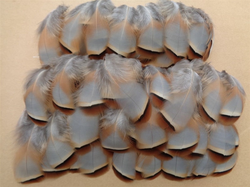100 French Partridge Flank Feathers 1.5 3 / 4cm - Etsy UK