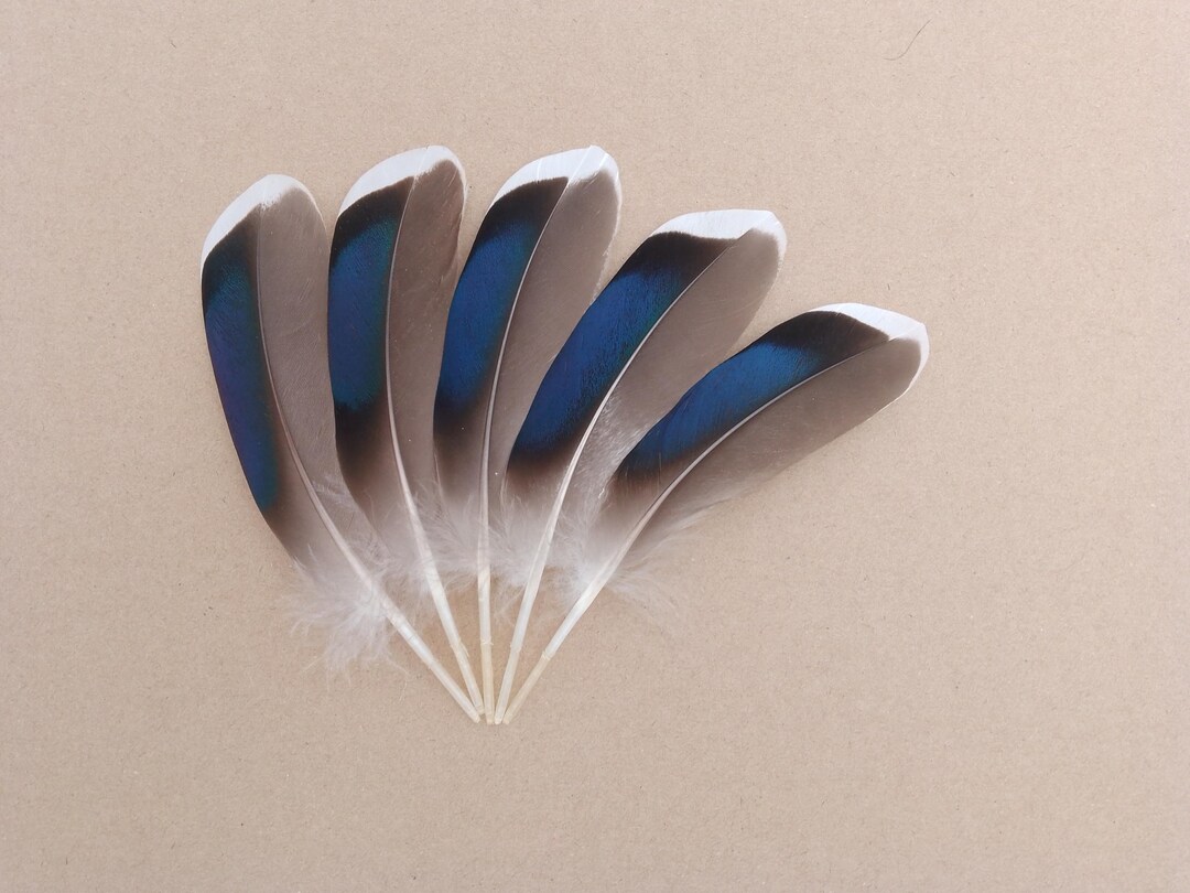 5 Right Large Mallard Blue Duck Wing Feathers 5" Inch / 13cm - Etsy UK