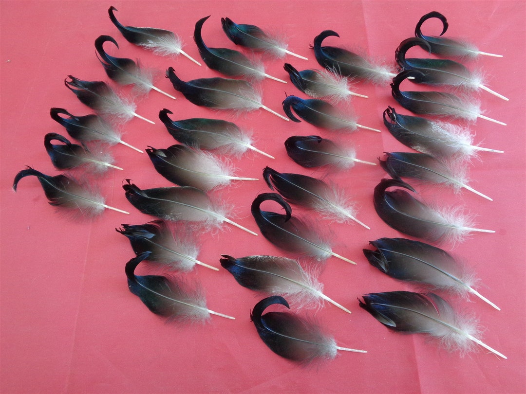 30 Drake Mallard Duck Curly Tail Feathers 2" - 2.5" - Fly Tying ...