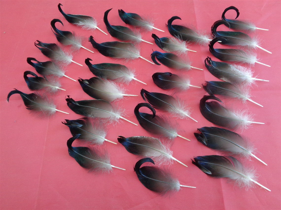 30 Drake Mallard Duck Curly Tail Feathers 2" - 2.5" - Fly Tying ...