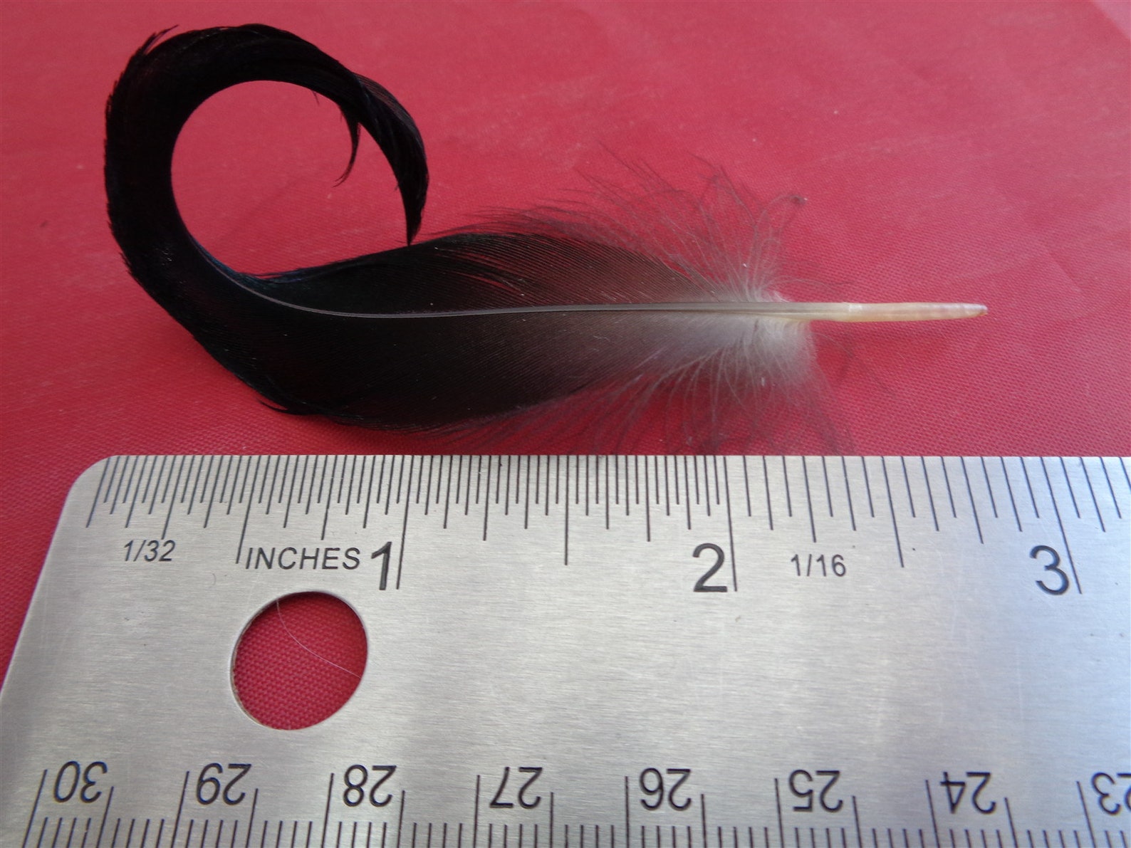 30 Drake Mallard Duck Curly Tail Feathers 2" - 2.5" - Fly Tying ...