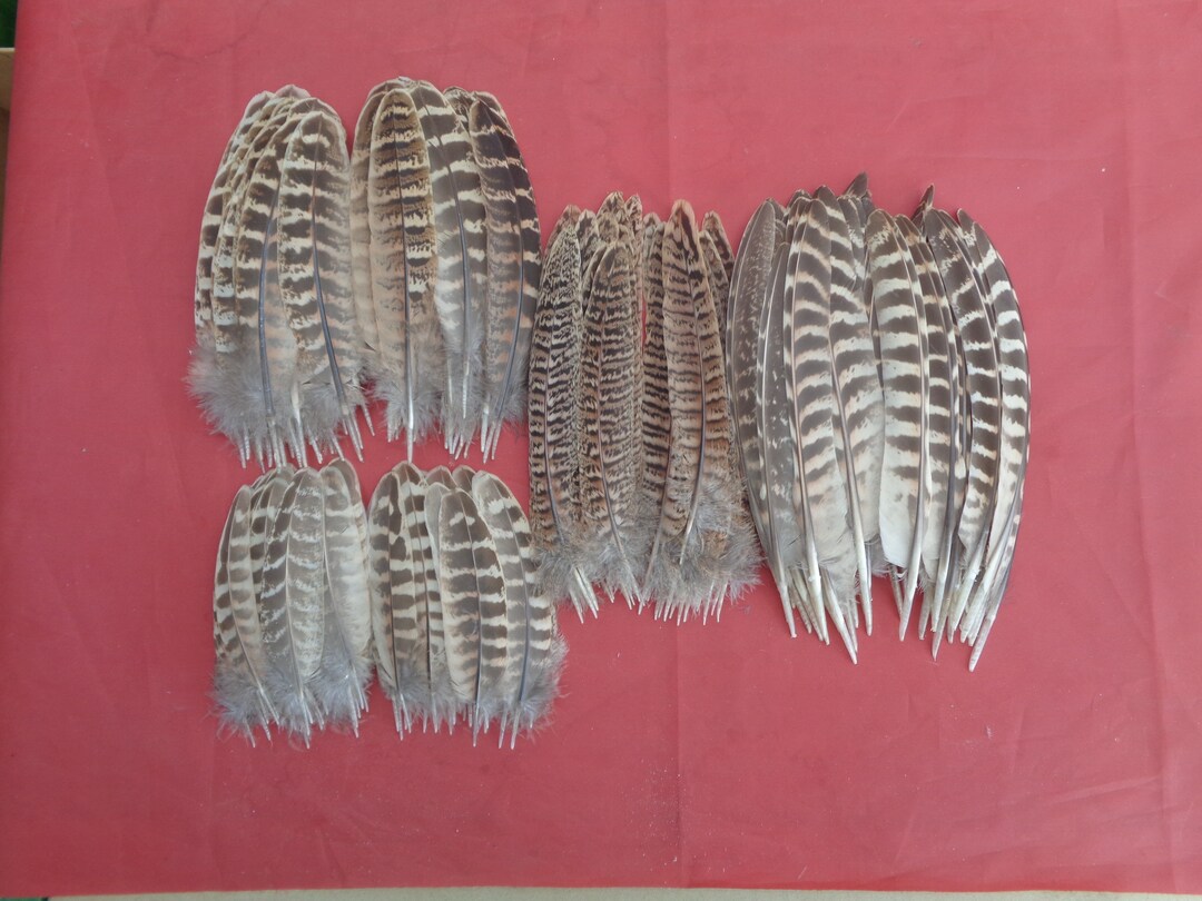 170 Assorted Hen Pheasant Wing, Quill & Tail Feathers 3.5 7 Inch / 9cm ...