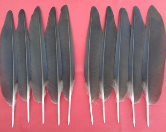 Crow Feathers | Etsy