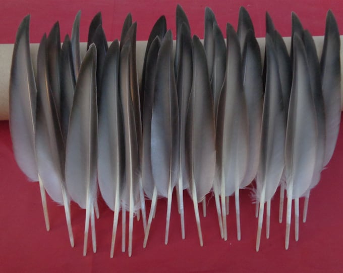30 Mallard Duck Wing Quill Feathers 8" / 20cm 15 Left 15 Right - Etsy