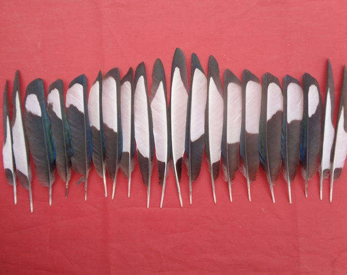 Blue Magpie Feathers ethically Sourced CHECK MY DESCRIPTION - Etsy