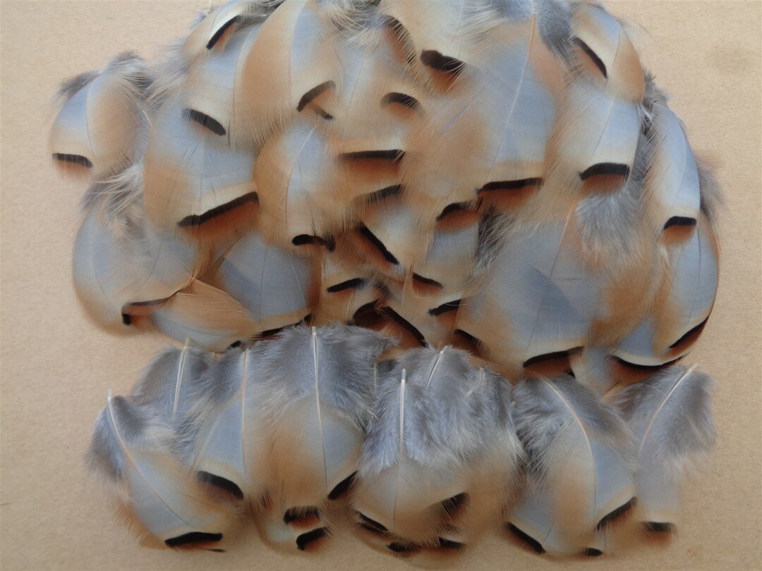 100 French Partridge Craft Flank Feathers 1.5" - 3" / 4cm - 7cm - Etsy