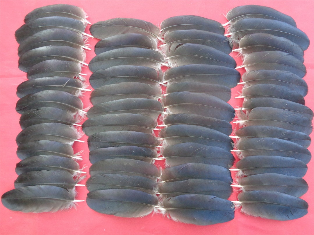 50 Small European Carrion Crow Wing Feathers 2" - 3" / 6cm - 8cm - Etsy