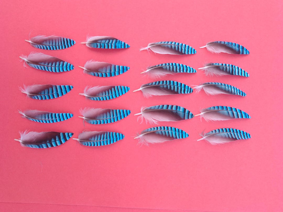 20 Double Eurasian Jay Blue Wing Feathers 1.5" / 4cm - 4.5cm (VERY SMALL FEATHERS) - Etsy