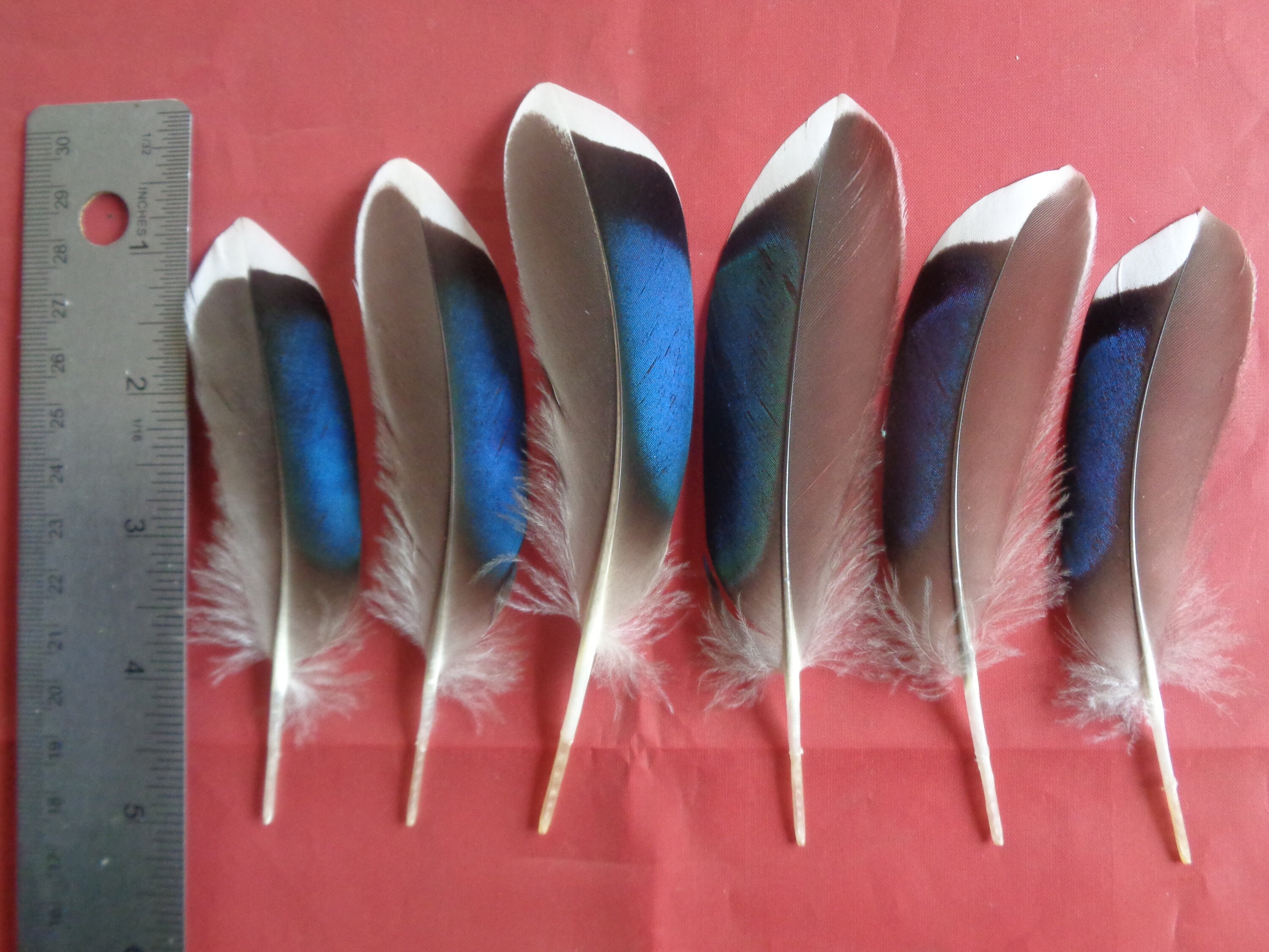 40 Mallard Blue Duck Wing Feathers 4" - 5" / 10 - 13cm - Etsy