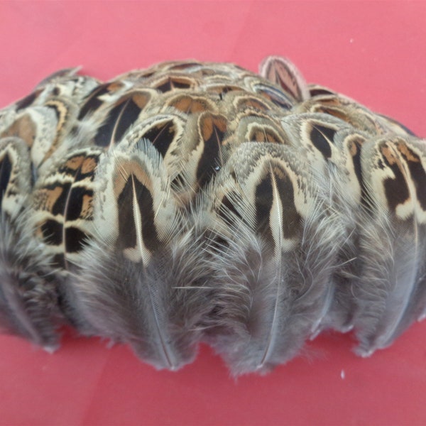 Shoulder Feathers - Etsy