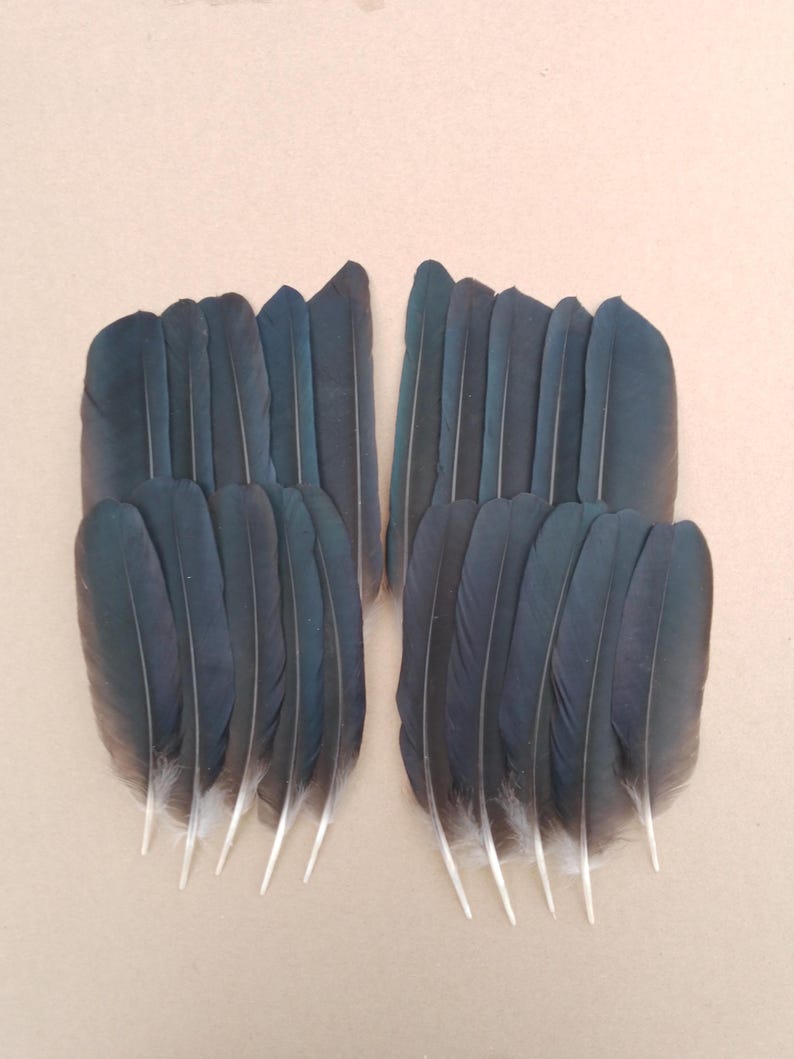 20 Crow Wing Feathers 5" - 8" / 13cm - 18cm - European Carrion Crow ...