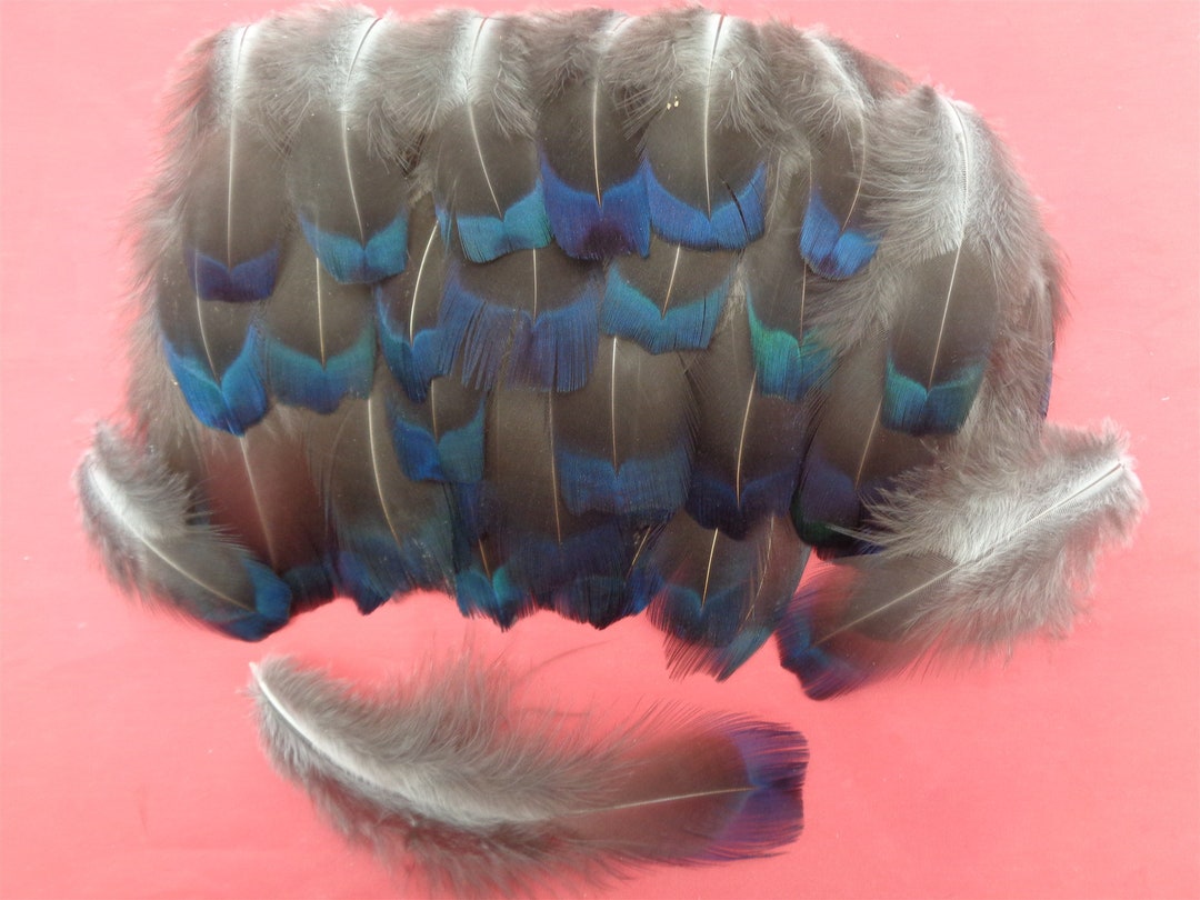 50 Melanistic Cock Pheasant Flank Feathers 2" to 4.5" / 5 - 11cm - Blue ...