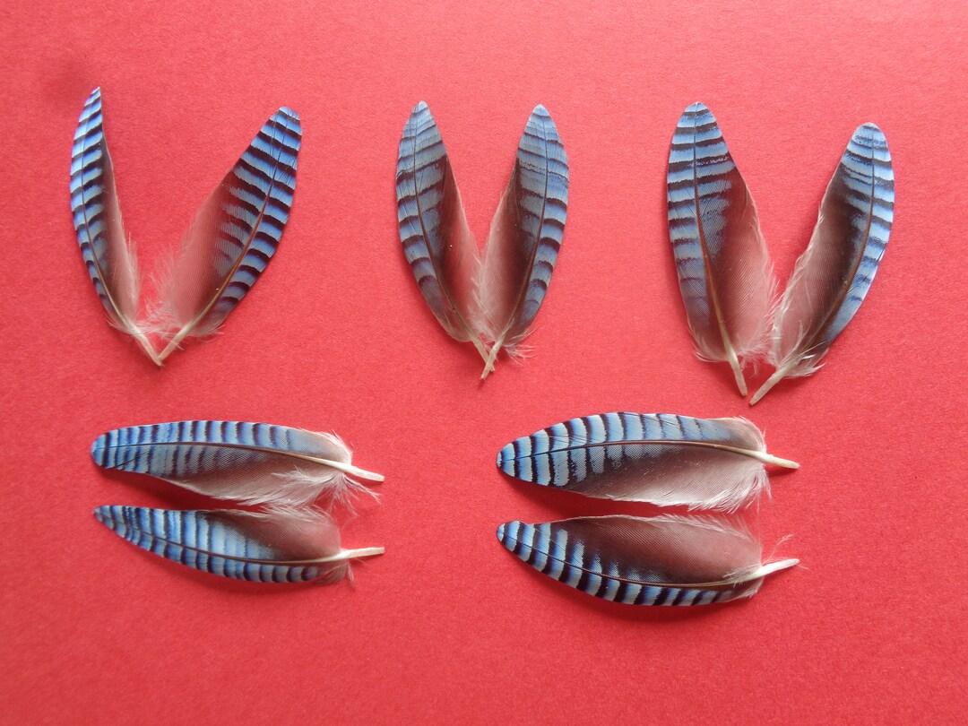 10 Double Eurasian Jay Blue Wing Feathers 1.5/ 4.5cm VERY SMALL ...
