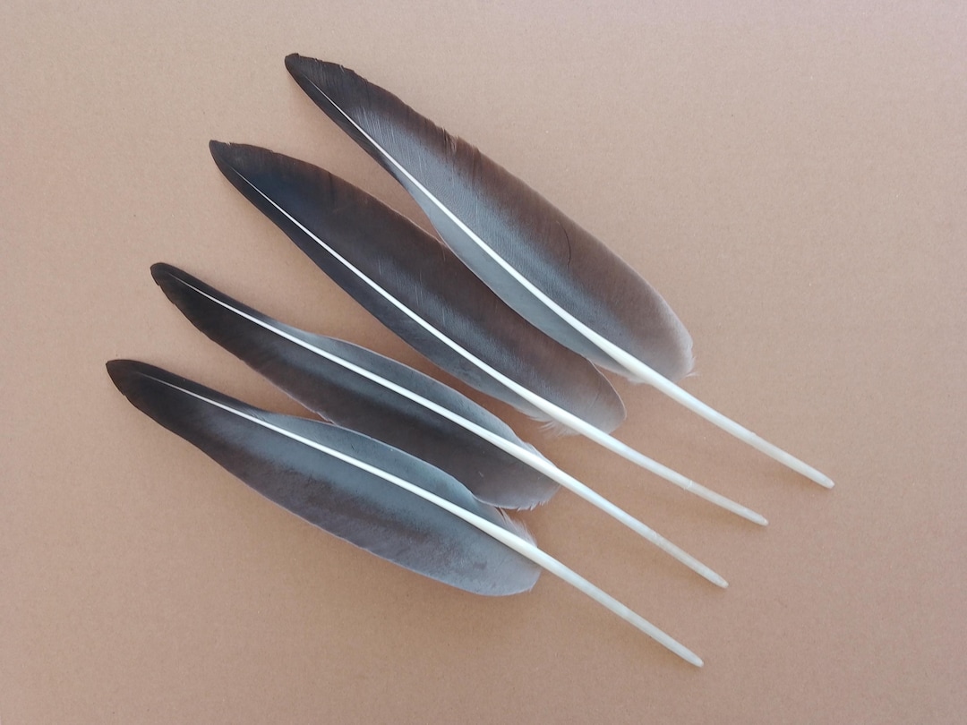4 Long Grey Goose Quill Wing Feathers 14" / 36cm - Etsy
