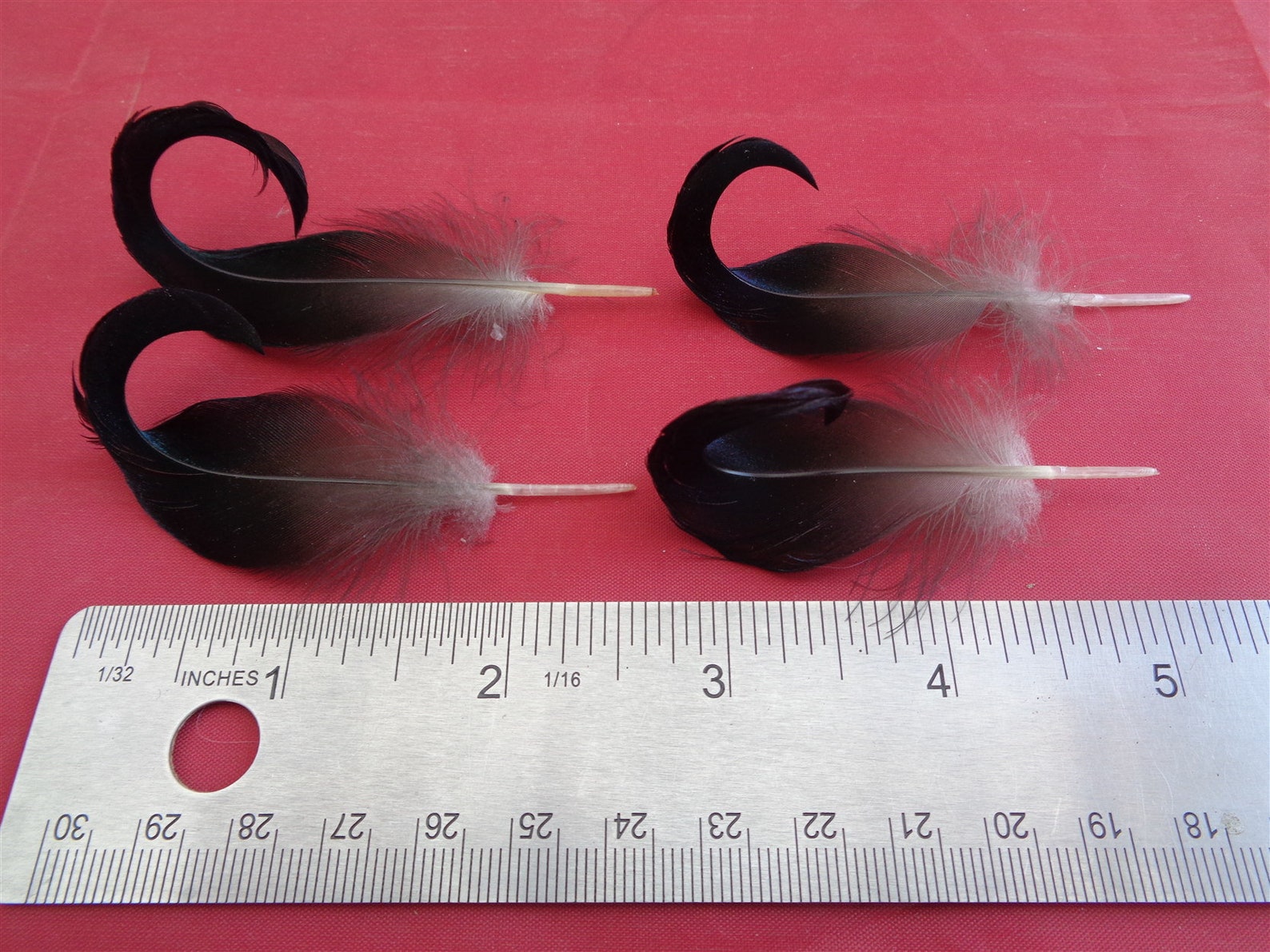 30 Drake Mallard Duck Curly Tail Feathers 2" - 2.5" - Fly Tying ...
