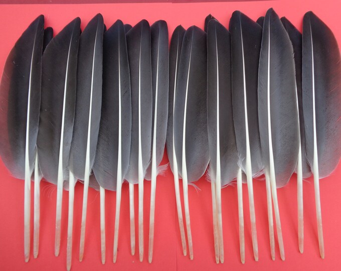 20 Grey Goose Wing Quill Feathers 10 / 25cm - Etsy
