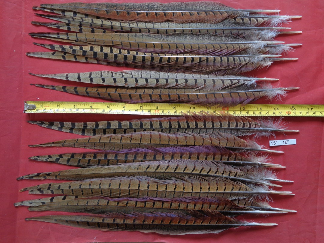 20 Pheasant Tail Feathers 15" - 16" / 38cm - 41cm - Wedding Decoration ...