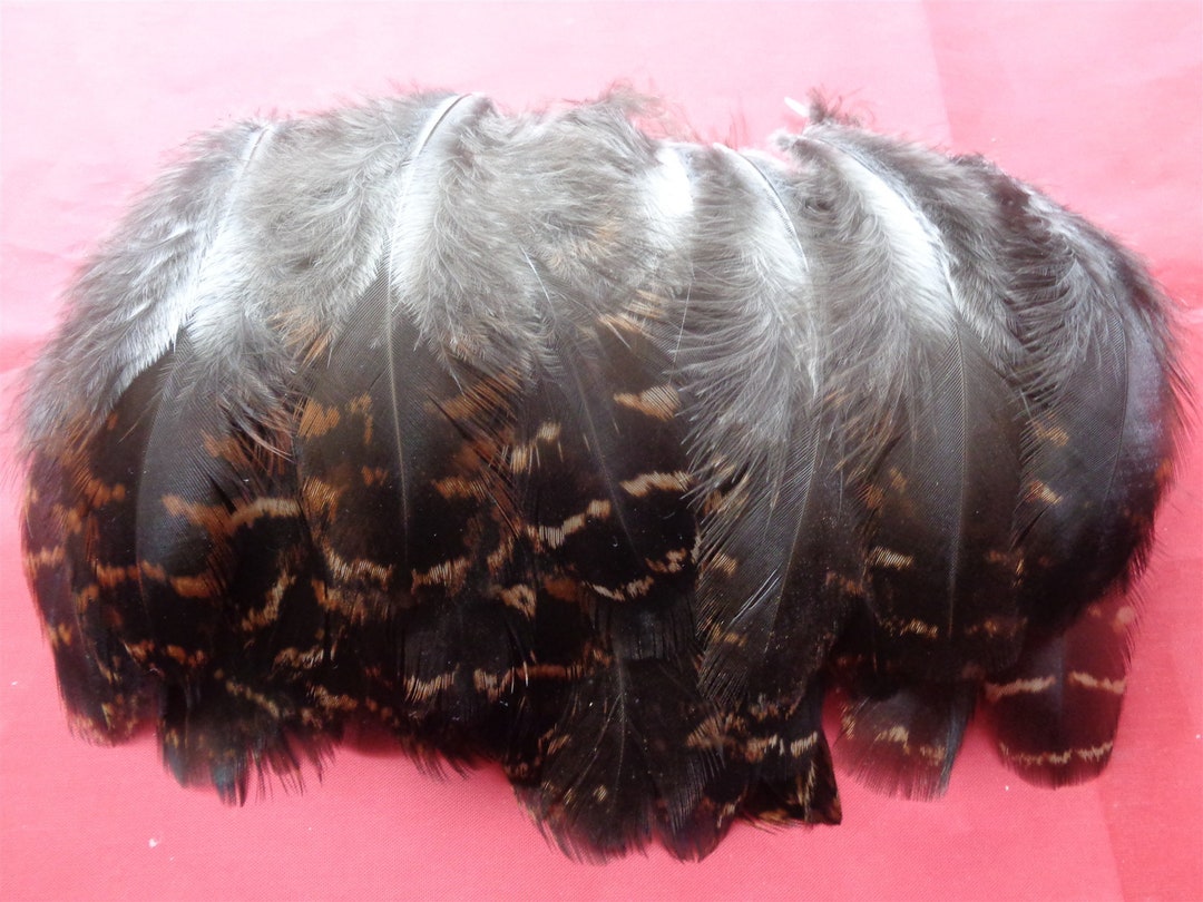 100 Melanistic Dark Brown Hen Pheasant Flank Feathers 2"- 4.5" / 5cm ...