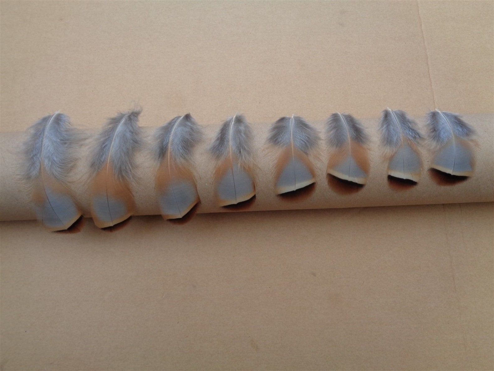 100 French Partridge Flank Feathers 1.5 3 / 4cm - Etsy UK