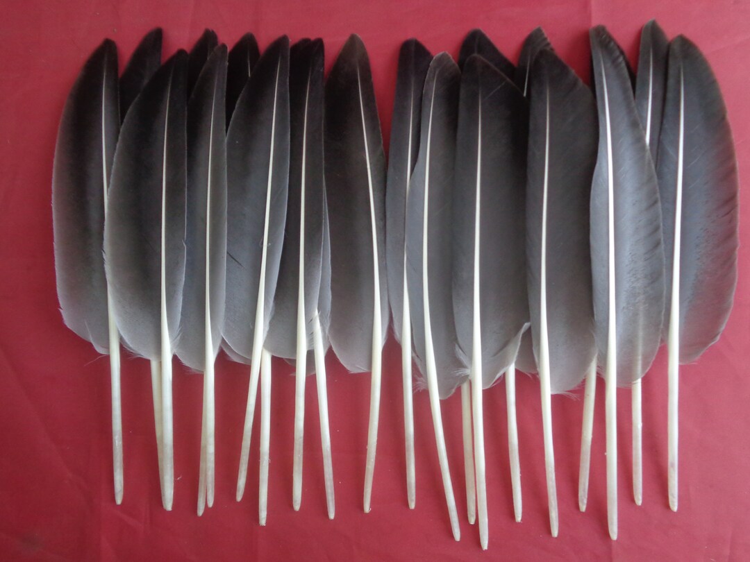 20 Grey Goose Wing Quill Feathers 11" / 28cm - Etsy